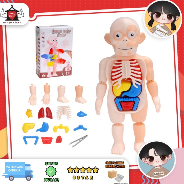 Human Body Anatomy, Mainan edukasi belajar organ anggota tubuh anak ...